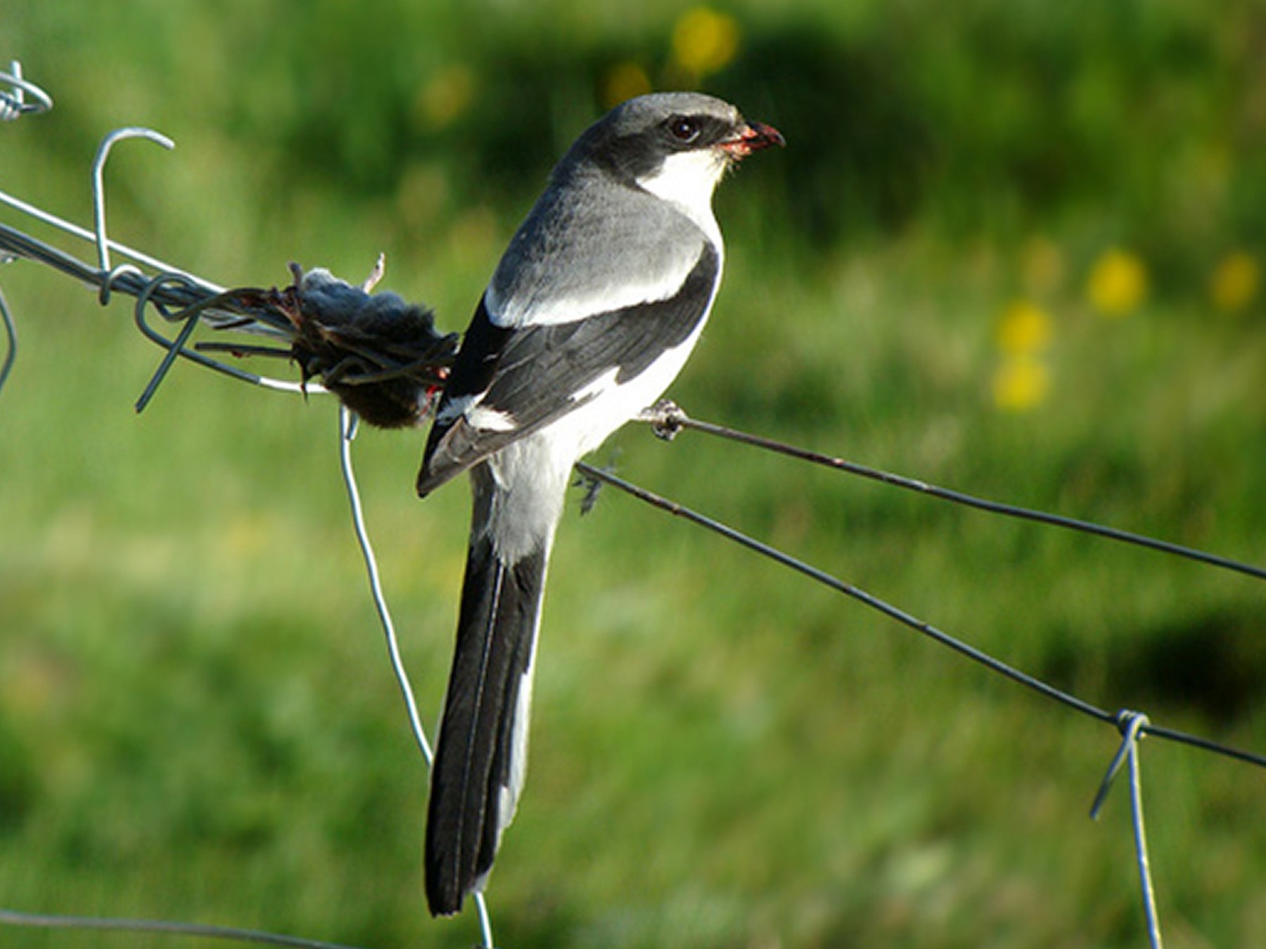 Giant Shrike - eBird