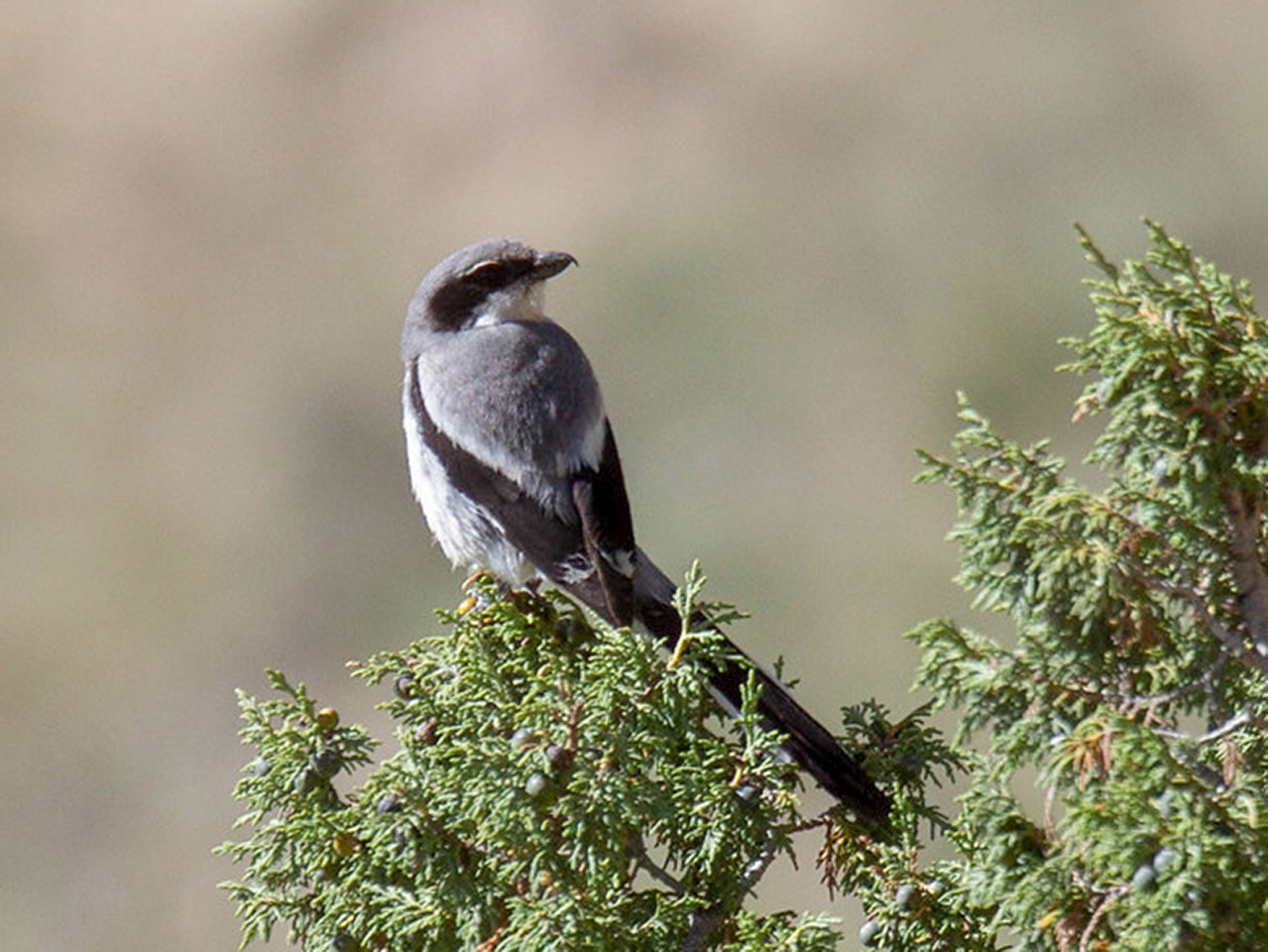 Giant Shrike - eBird