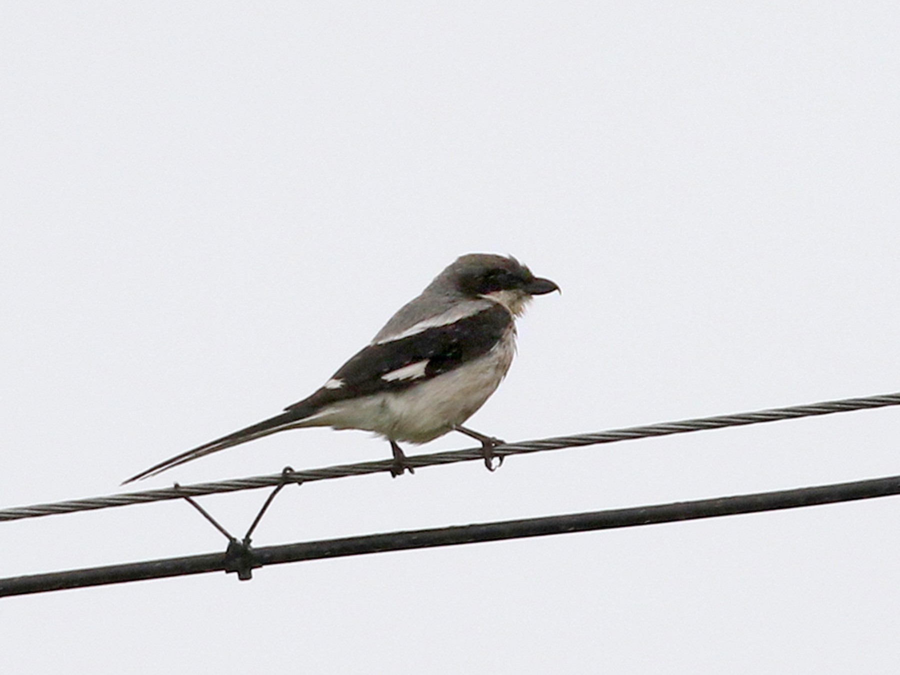 Giant Shrike - eBird