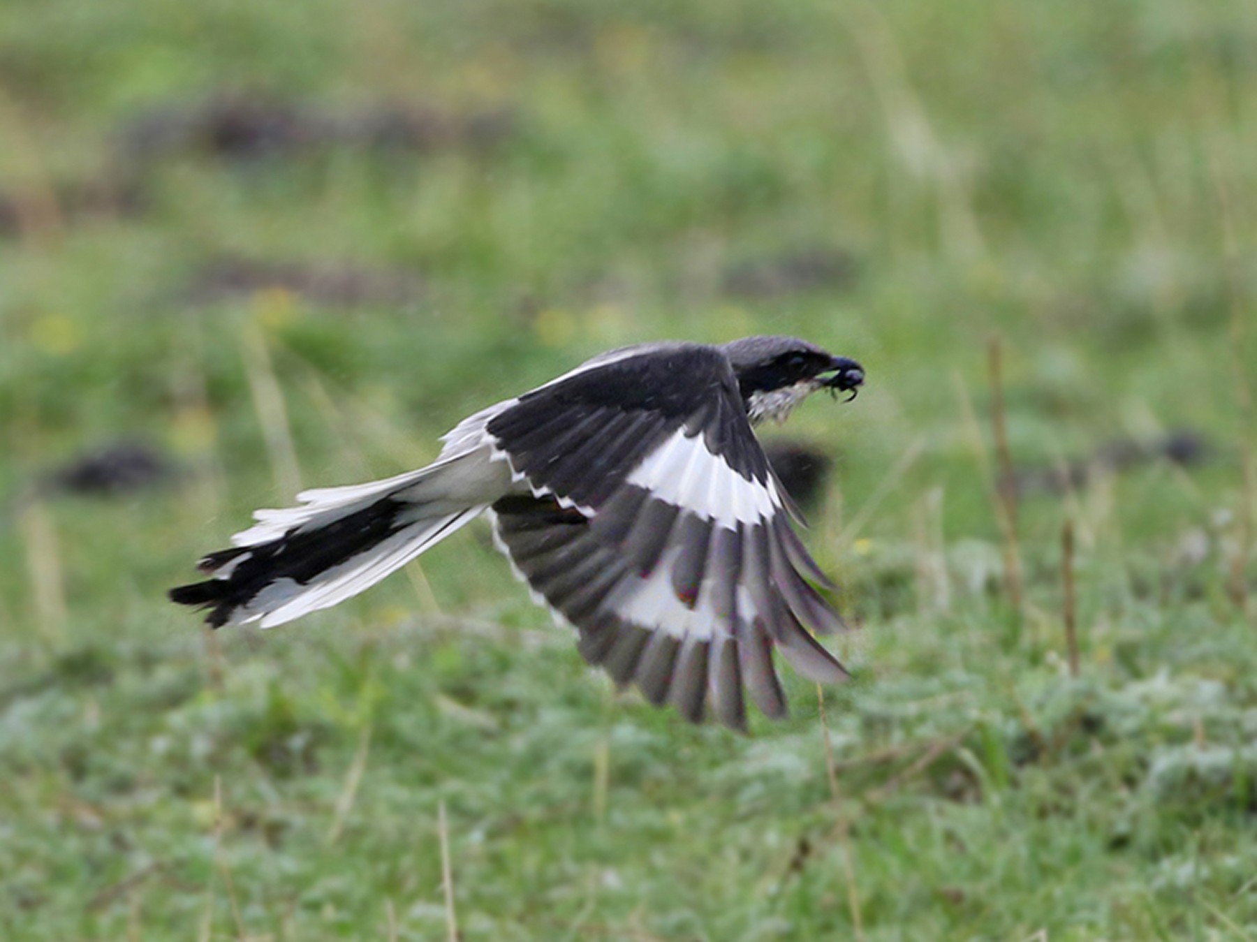 Giant Shrike - eBird