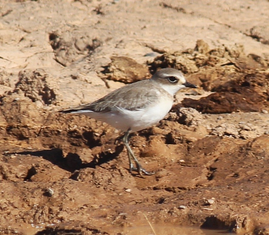 ML36833701 Lesser Sand-Plover (Siberian) Macaulay Library
