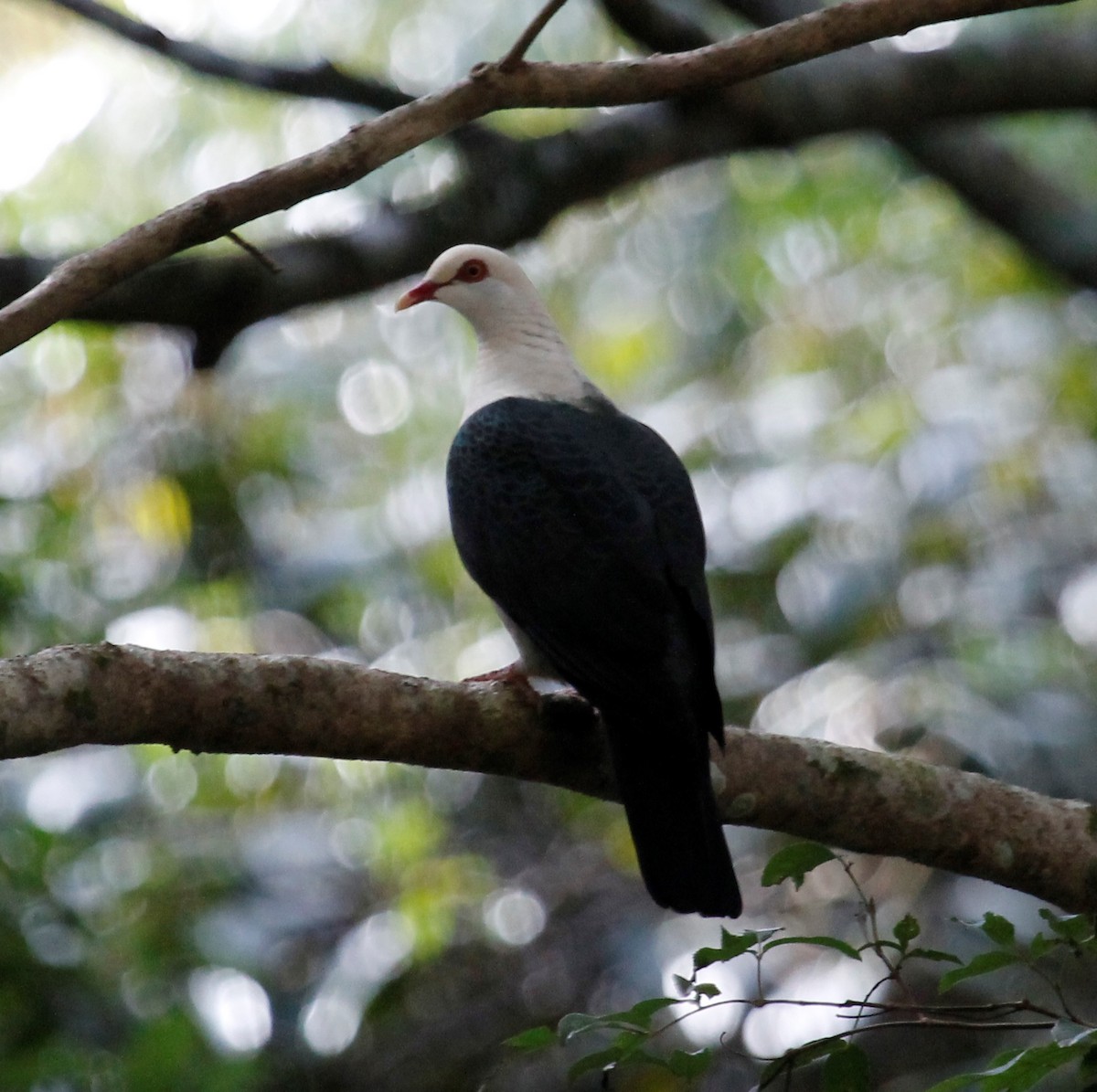eBird Checklist - 24 Mar 2014 - Lamington National Park--Binna Burra ...