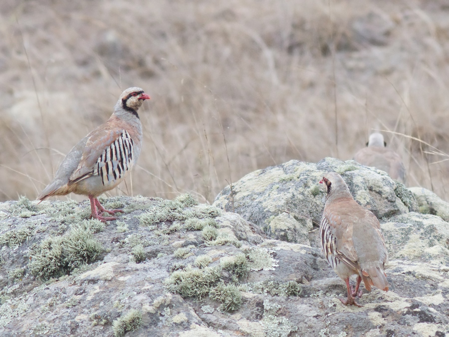 Chukar - eBird