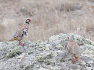Chukar Partridge - eBird