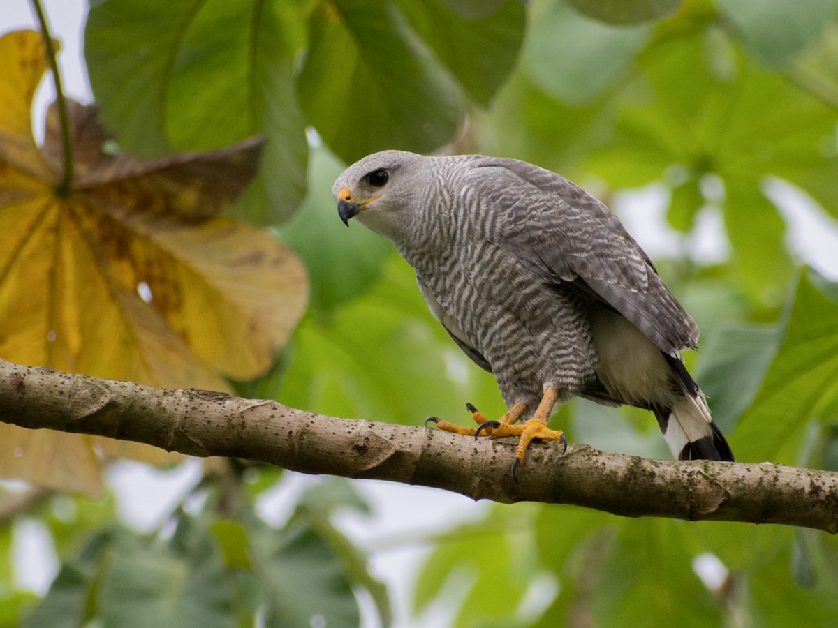 Gray-lined Hawk - Buteo nitidus - Birds of the World
