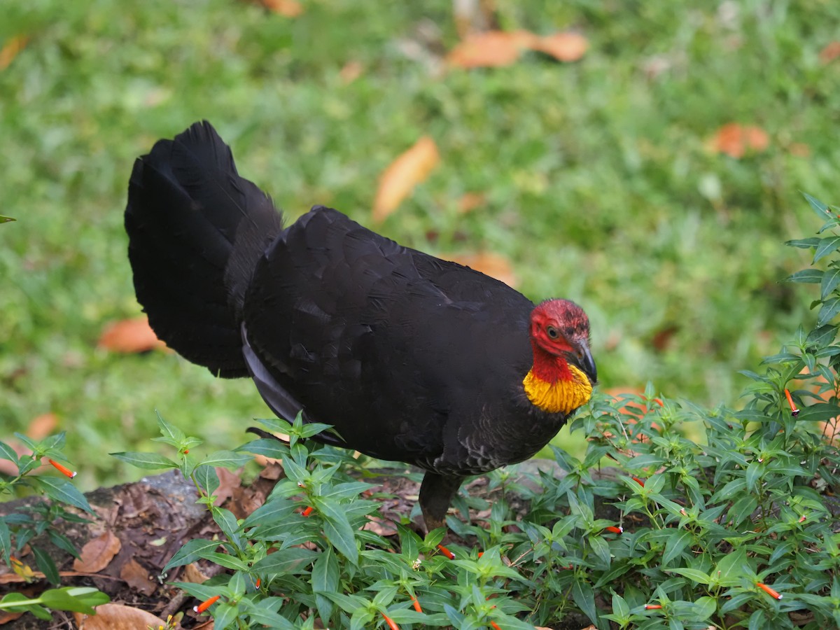 eBird Checklist - 6 Sep 2021 - Paluma Village - 27 species