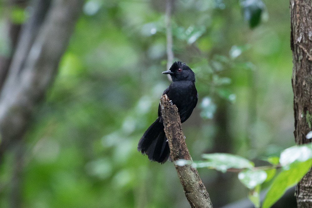 Fringe-backed Fire-eye - Pyriglena atra - Birds of the World