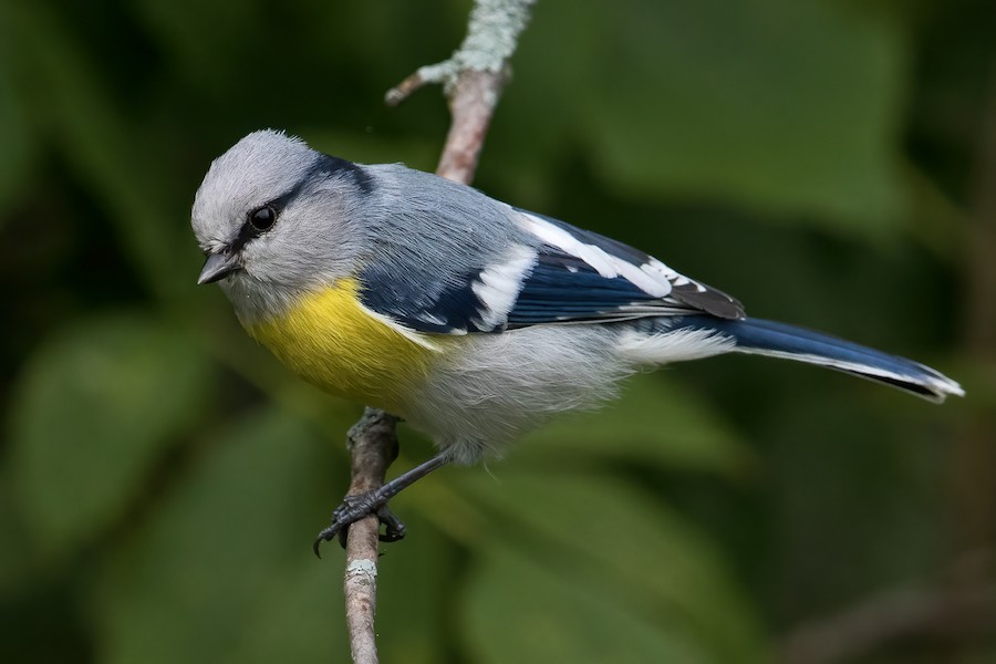 Mésange azurée (groupe flavipectus) - eBird