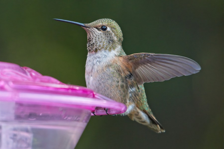 Colibrí Cabeza Roja x Selasphorus sp. (híbrido) - eBird