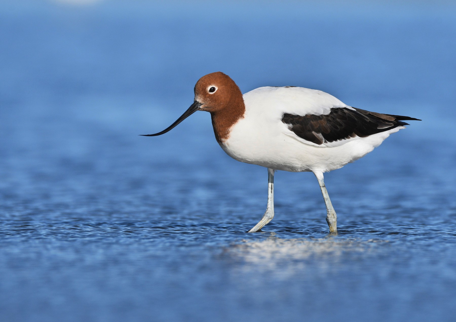 Red-necked Avocet - eBird