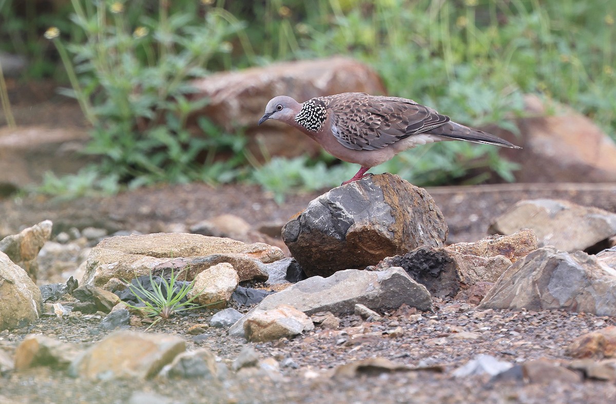 eBird Checklist - 12 Sep 2021 - Palo Alto, Baras - 64 species