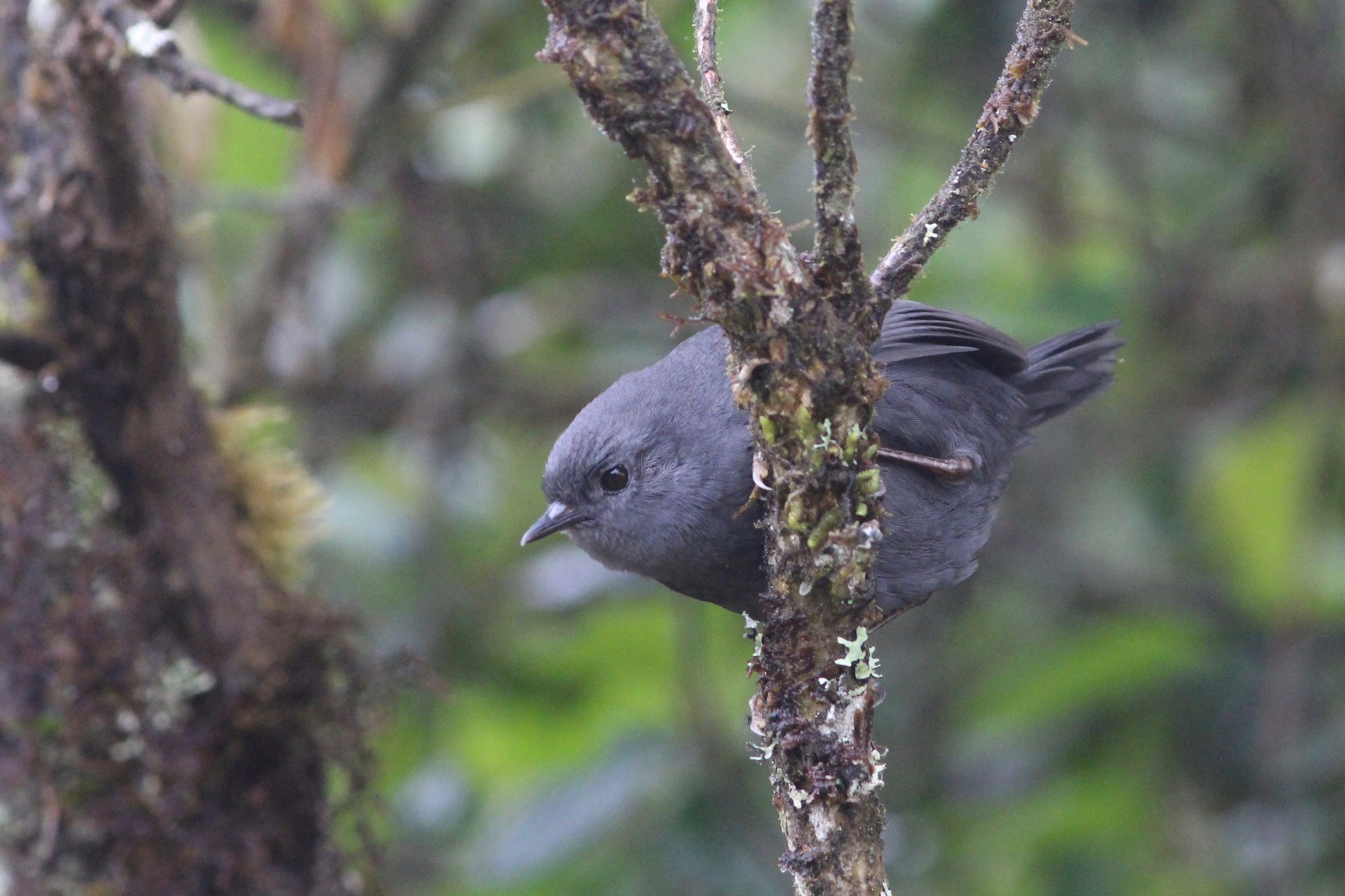 Lambayeque Tapaculo (undescribed form) - eBird