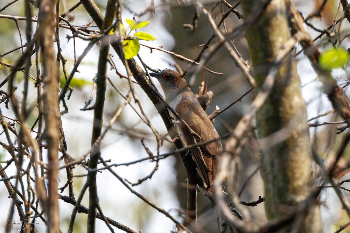 eBird Checklist - 13 Sep 2021 - 87 Taggart Rd, Washington US-PA 40. ...