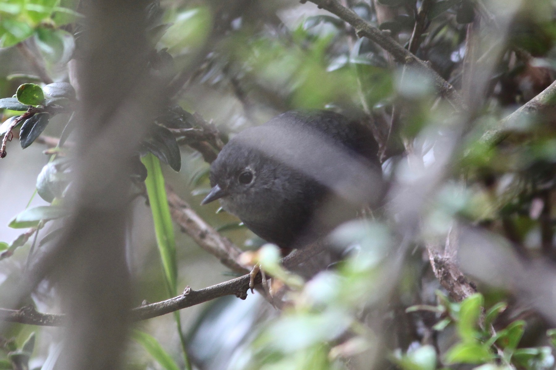 Blackish Tapaculo (Pacific) - eBird