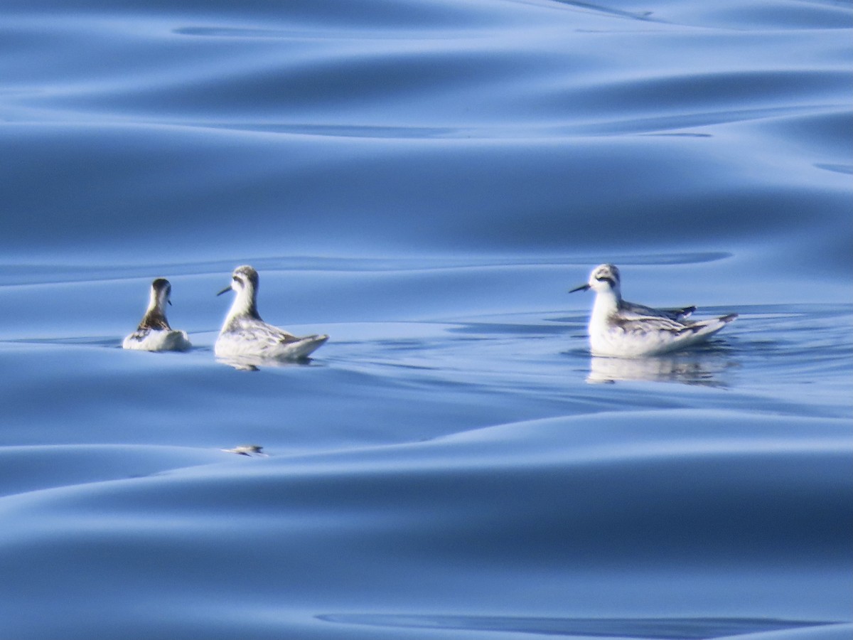 eBird Checklist - 13 Sep 2021 - Jeffrey's Ledge (NH) - 14 species (+3 ...
