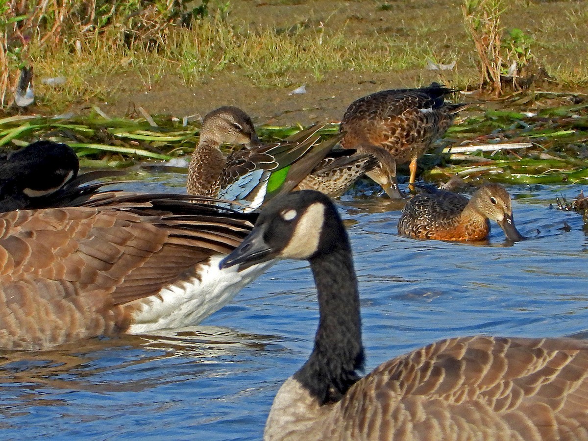 eBird Checklist - 14 Sep 2021 - Presque Isle SP--Gull Pt. - 34 species