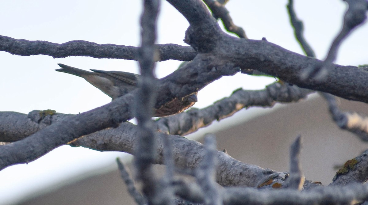 eBird Checklist - 15 Sep 2021 - Antikythira Bird Observatory ...