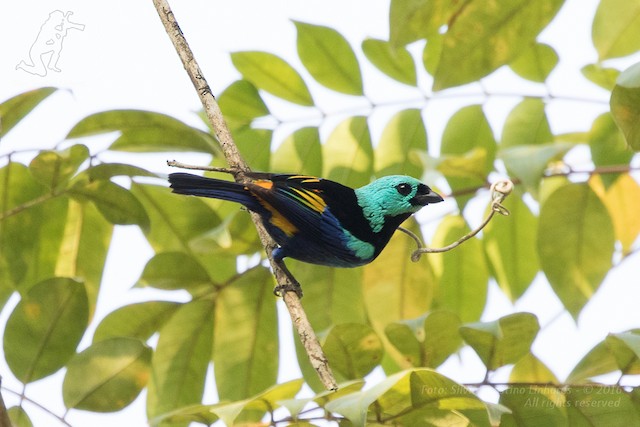 Seven Colored Tanager