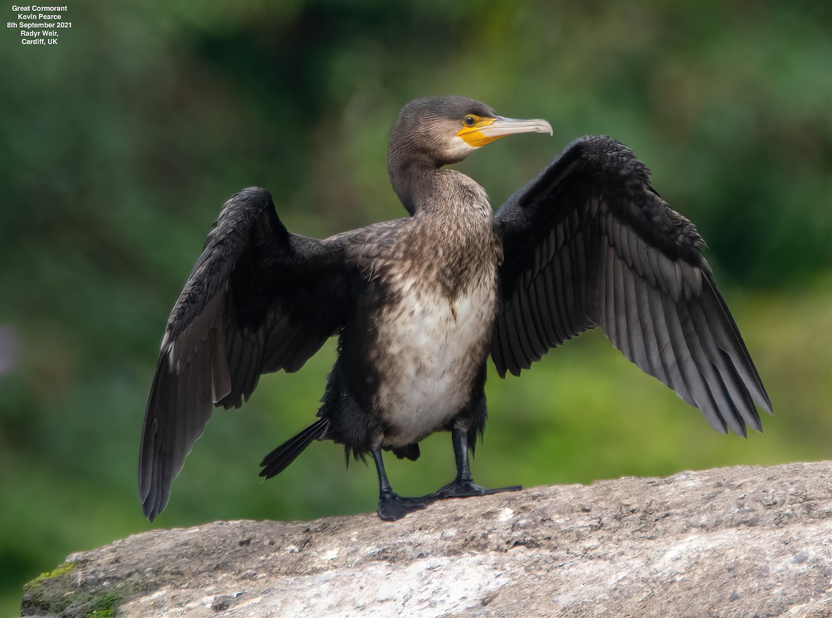 Cormorán grande/moñudo - eBird
