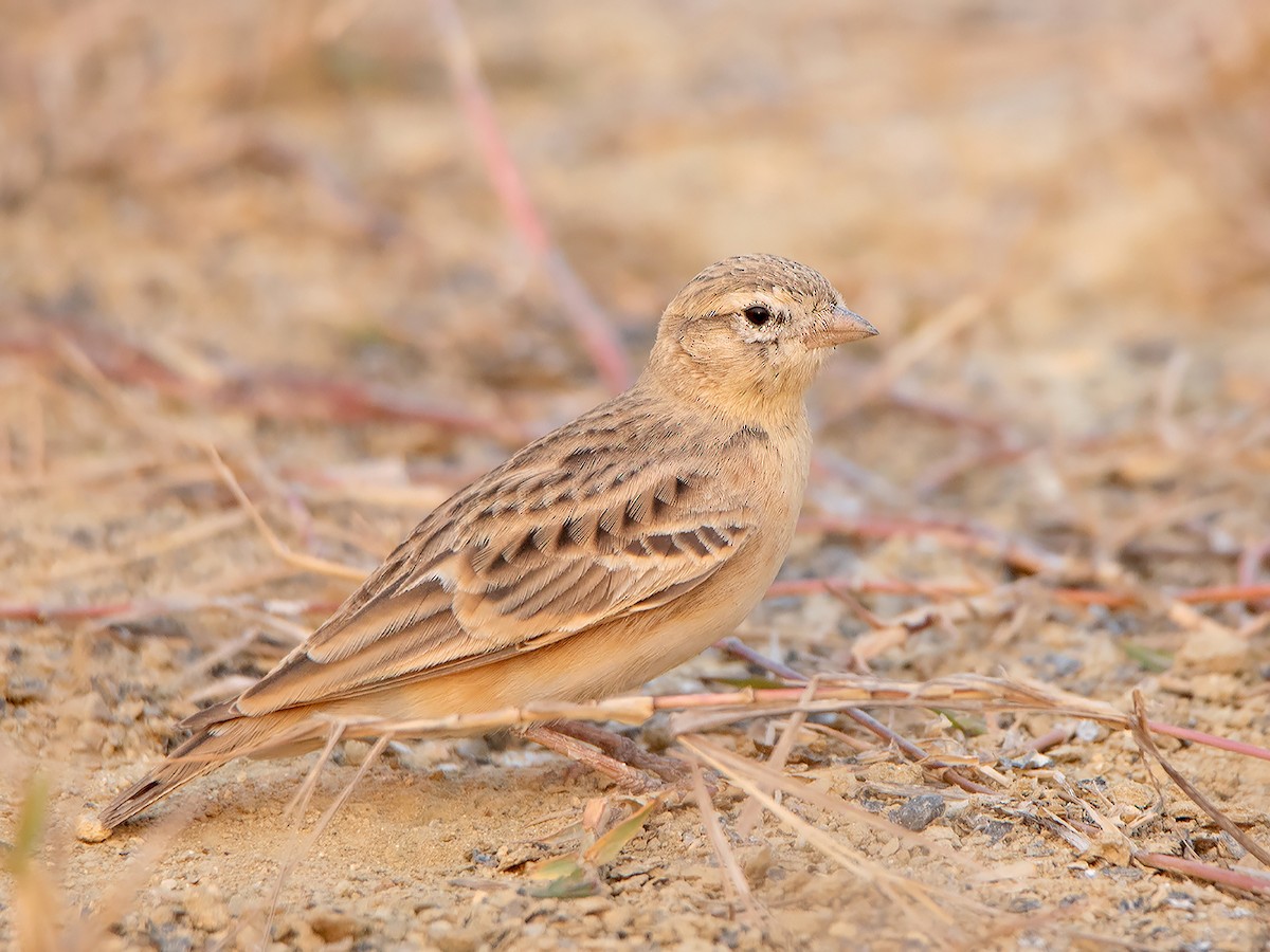 Mongolian Short-toed Lark - Calandrella dukhunensis - Birds of the World