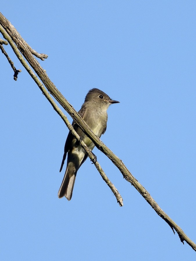 Contopus sp. - eBird