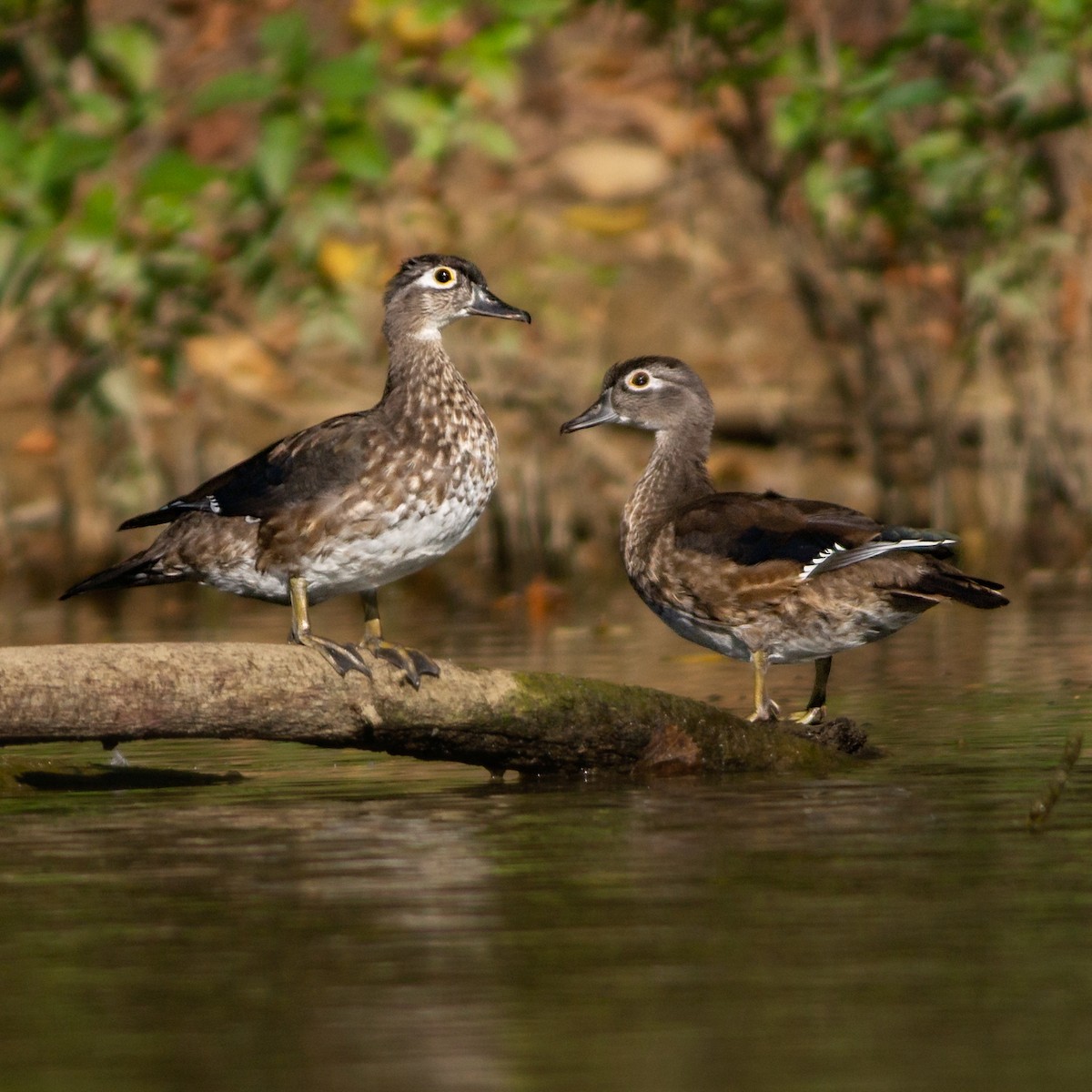 eBird Checklist - 17 Sep 2021 - Hoover Nature Preserve--Mud Hen Marsh ...