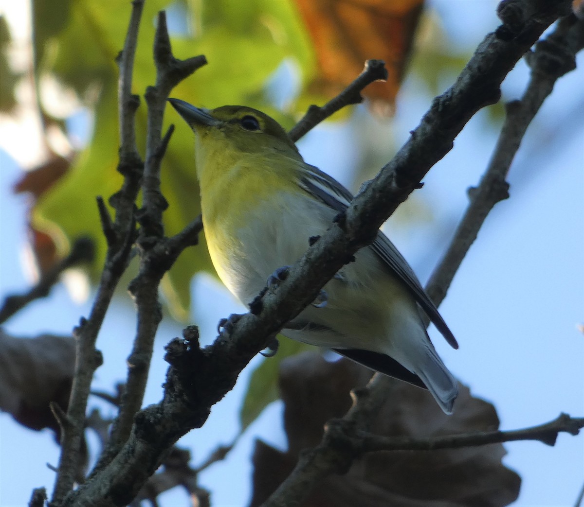eBird Checklist - 17 Sep 2021 - Spring Creek Forest Preserve--Beverly ...