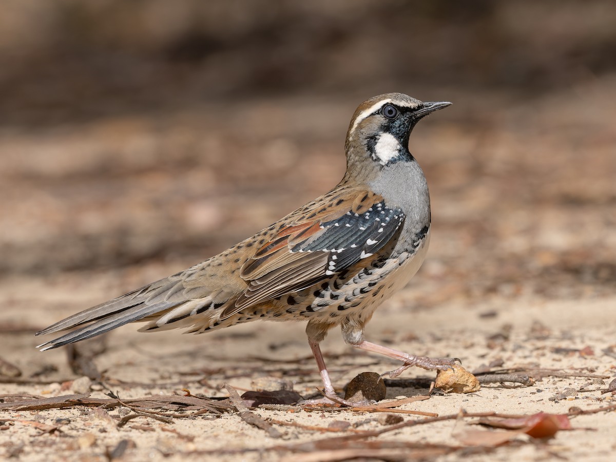 Spotted Quail-thrush - Cinclosoma punctatum - Birds of the World