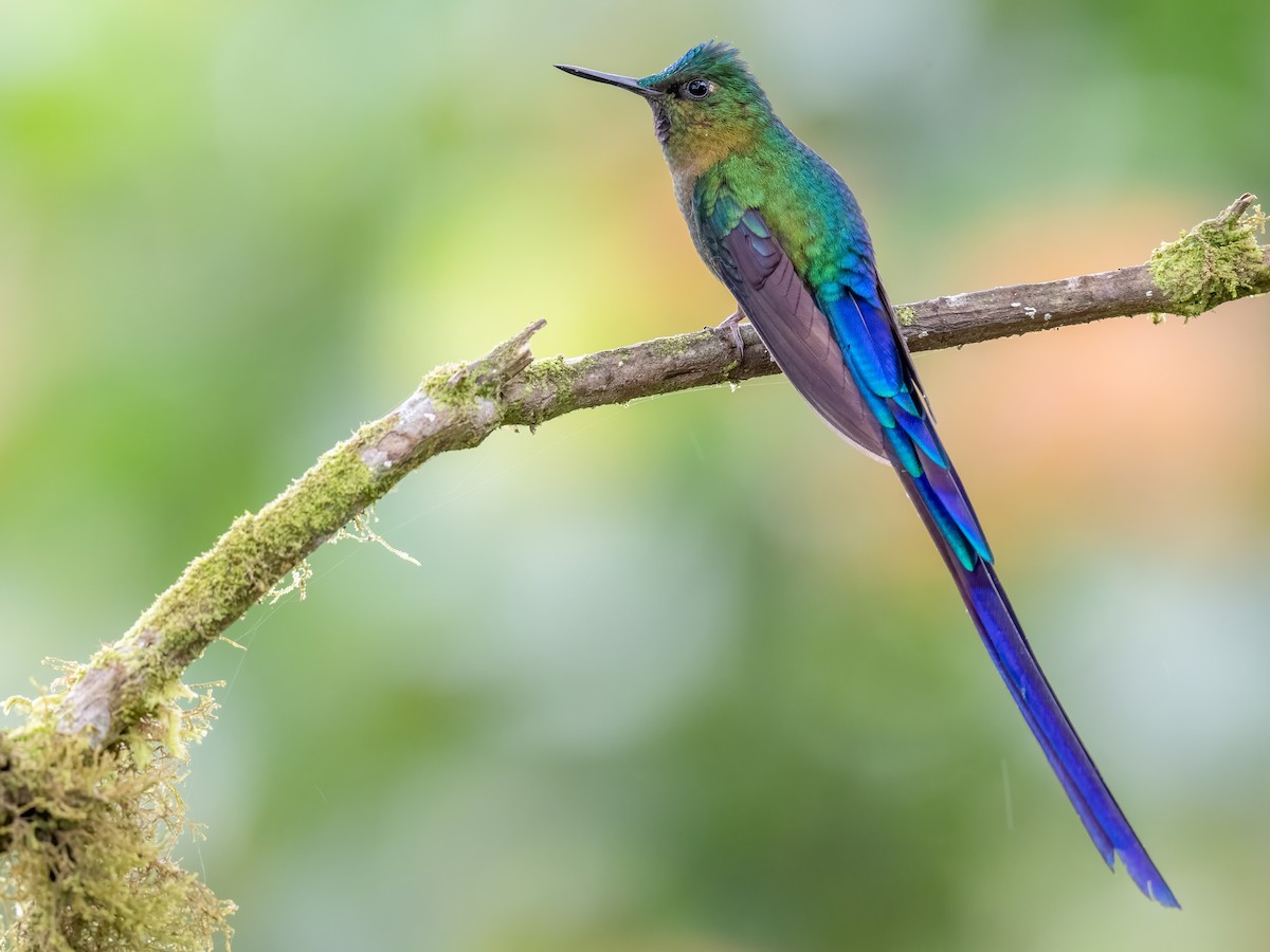 Violet-tailed Sylph - Aglaiocercus coelestis - Birds of the World