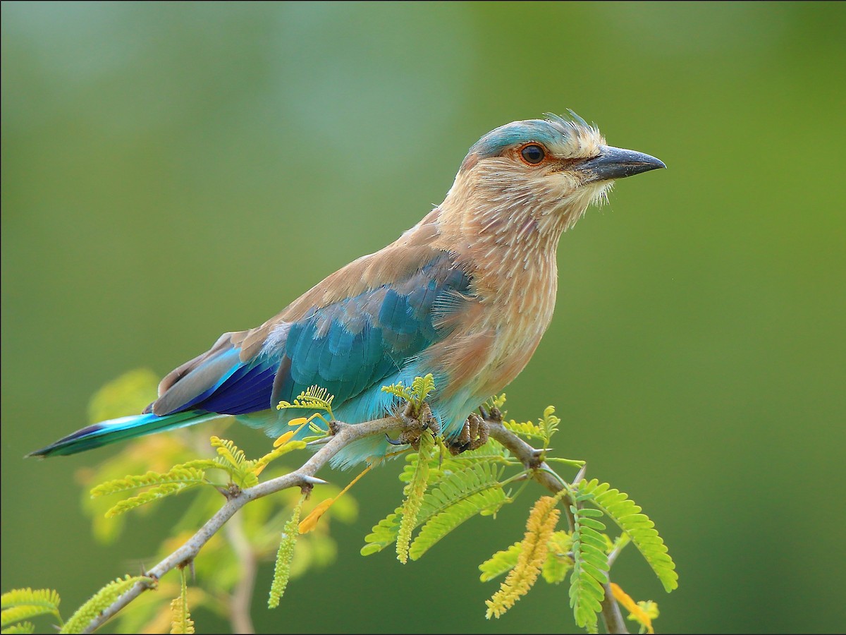 Indian Roller - Coracias benghalensis - Birds of the World