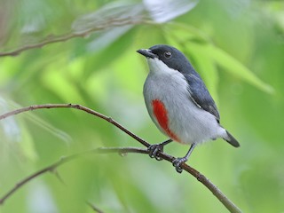 Red-keeled Flowerpecker - Dicaeum australe - Birds of the World