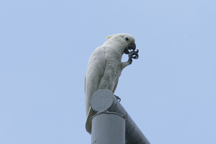 Tanimbar Corella x Yellow-crested Cockatoo (hybrid) - eBird