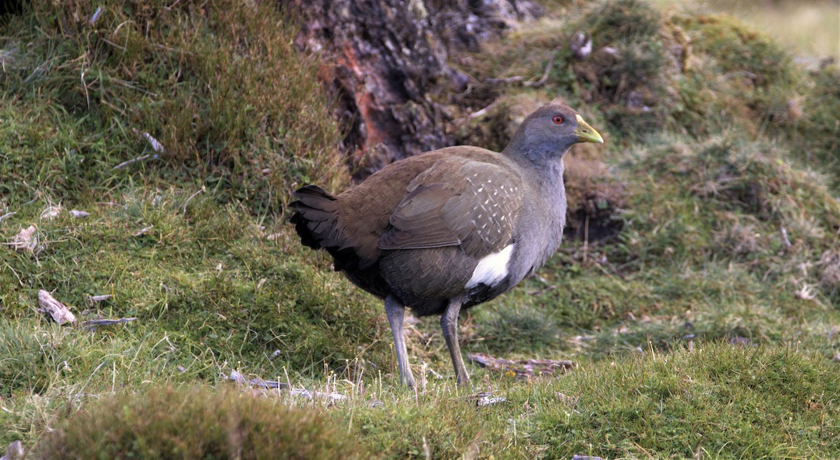 eBird Checklist - 6 Mar 2021 - Cradle Mountain Tavern Bar & Bistro ...