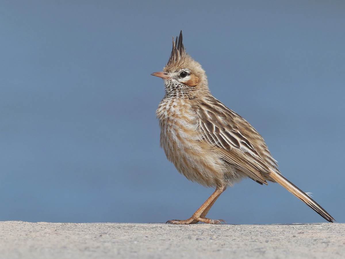 Lark-like Brushrunner - Coryphistera alaudina - Birds of the World
