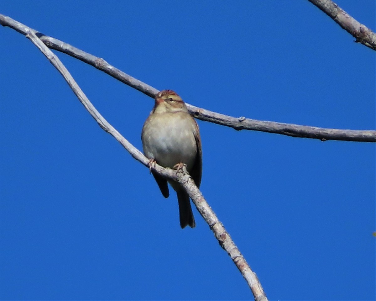 eBird Québec Checklist - 19 Sep 2021 - Saint-Agapit - 32 species