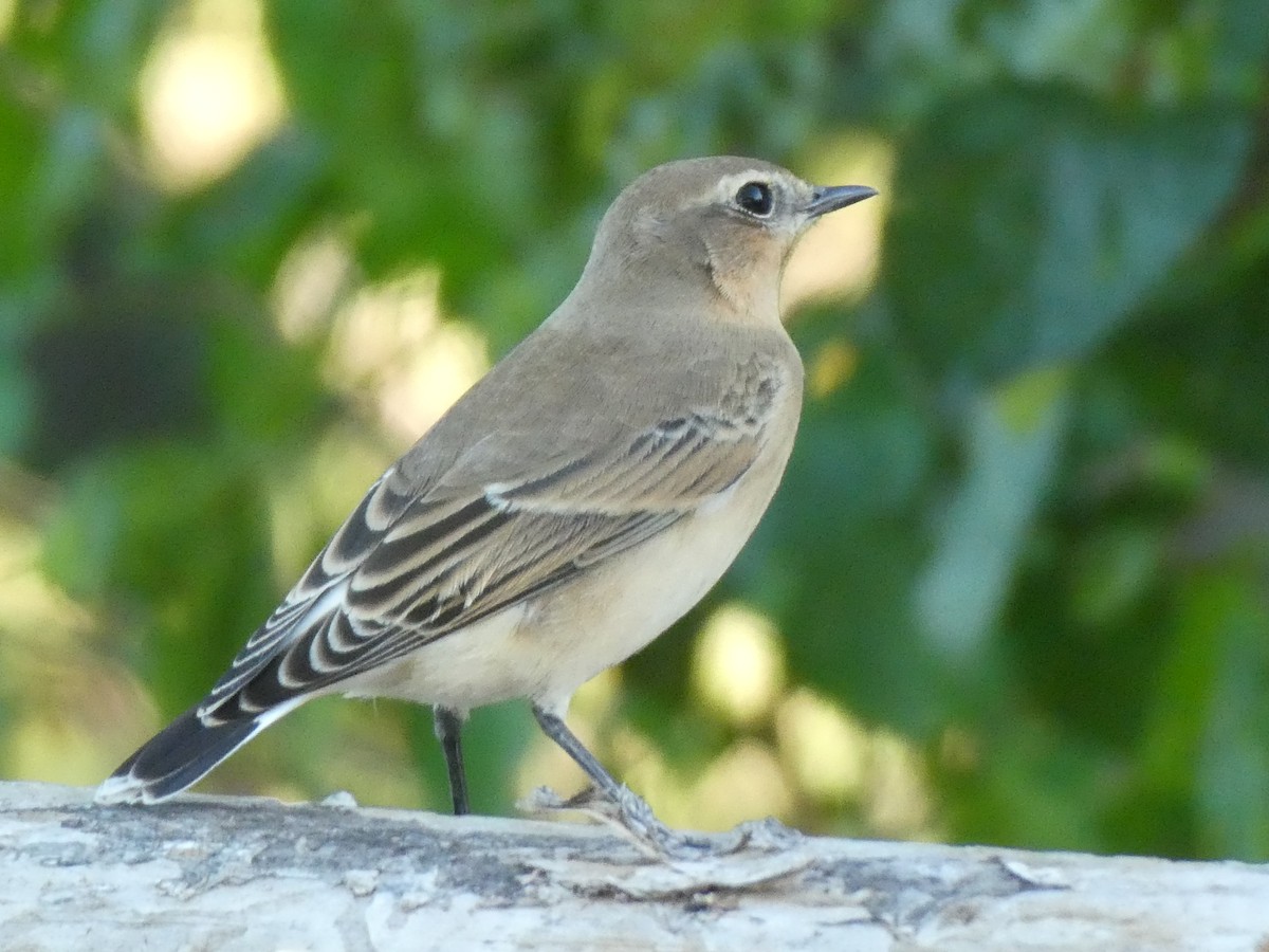 eBird Checklist - 18 Sep 2021 - 5187 North Ionia Road, Vermontville ...