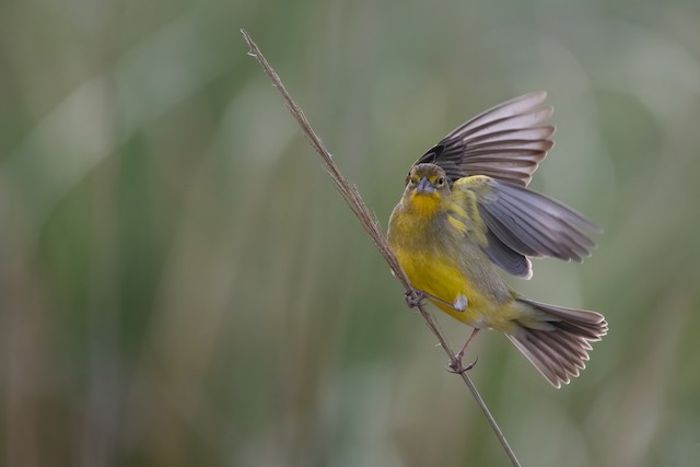 Yellow Finches Flying