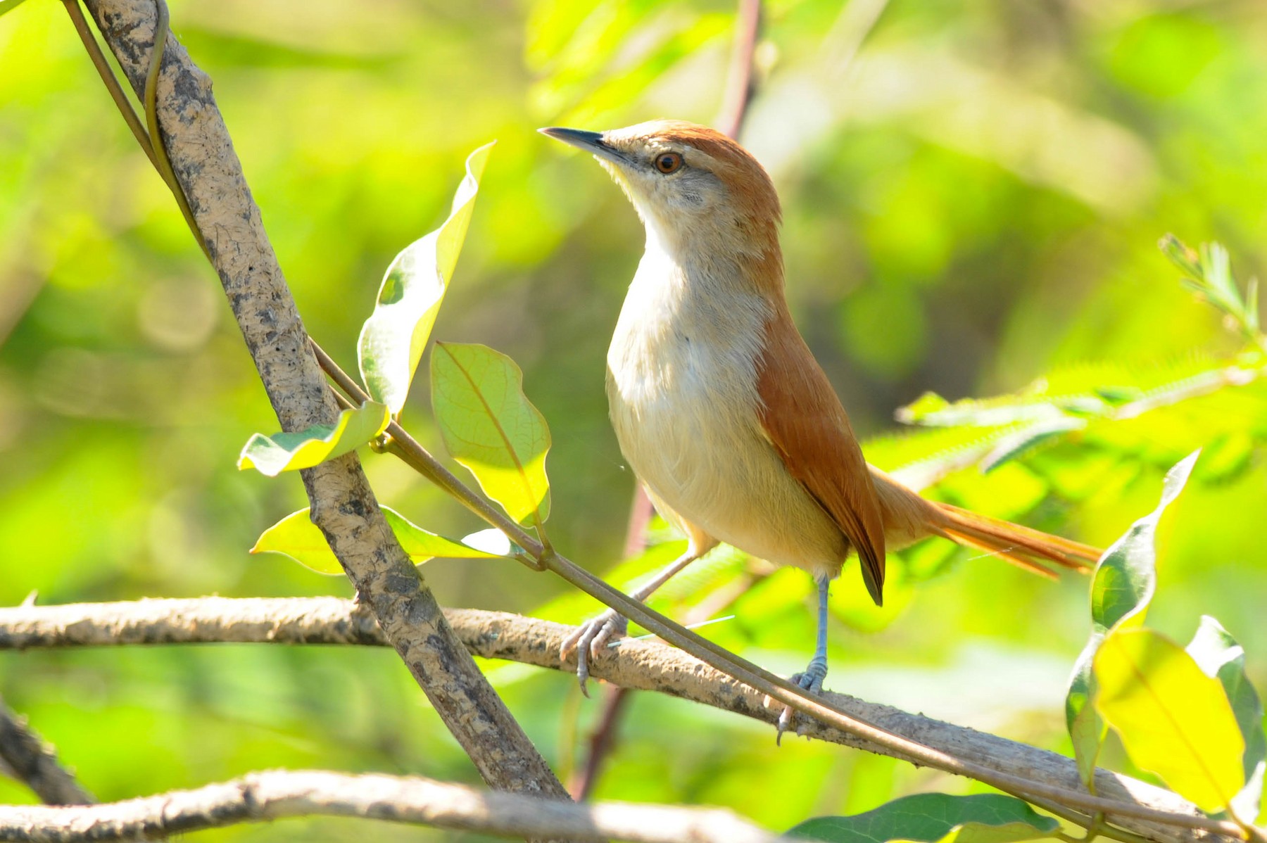 Tocantins Spinetail (undescribed form) - eBird