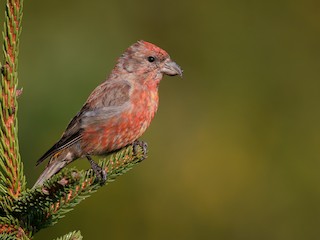 Red Crossbill - Loxia curvirostra - Birds of the World