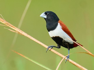 Tricolored Munia - Lonchura malacca - Birds of the World