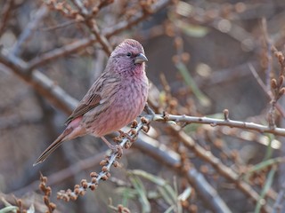 Chinese Beautiful Rosefinch - Carpodacus davidianus - Birds of the World
