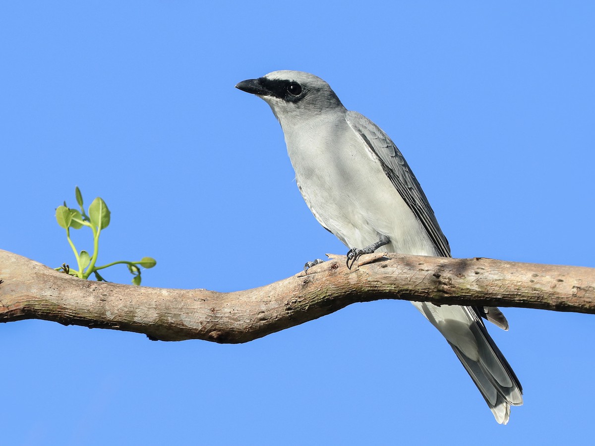 White-bellied Cuckooshrike - Coracina papuensis - Birds of the World