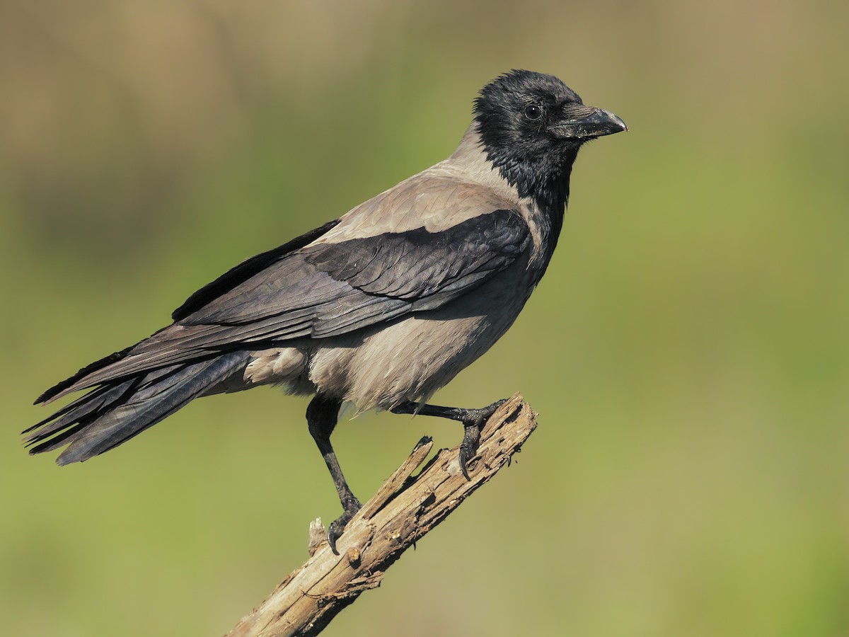 Hooded Crow - Corvus cornix - Birds of the World