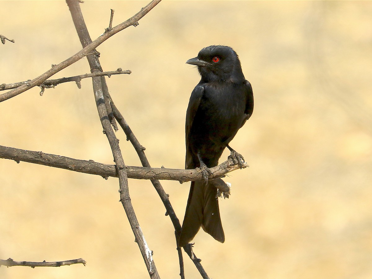 Fork-tailed Drongo - Dicrurus adsimilis - Birds of the World