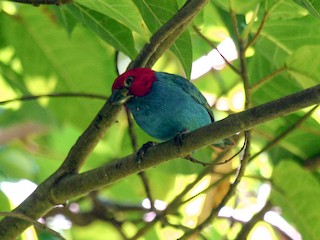 Royal Parrotfinch - Erythrura cyaneovirens - Birds of the World
