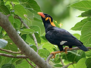 Common Hill Myna - Gracula religiosa - Birds of the World