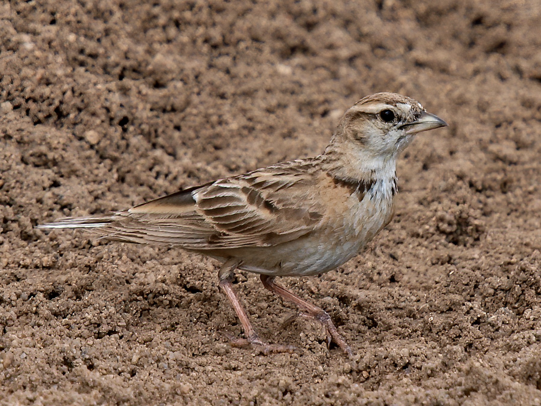 Mongolian Short-toed Lark (Sykes's Short-toed Lark) - eBird