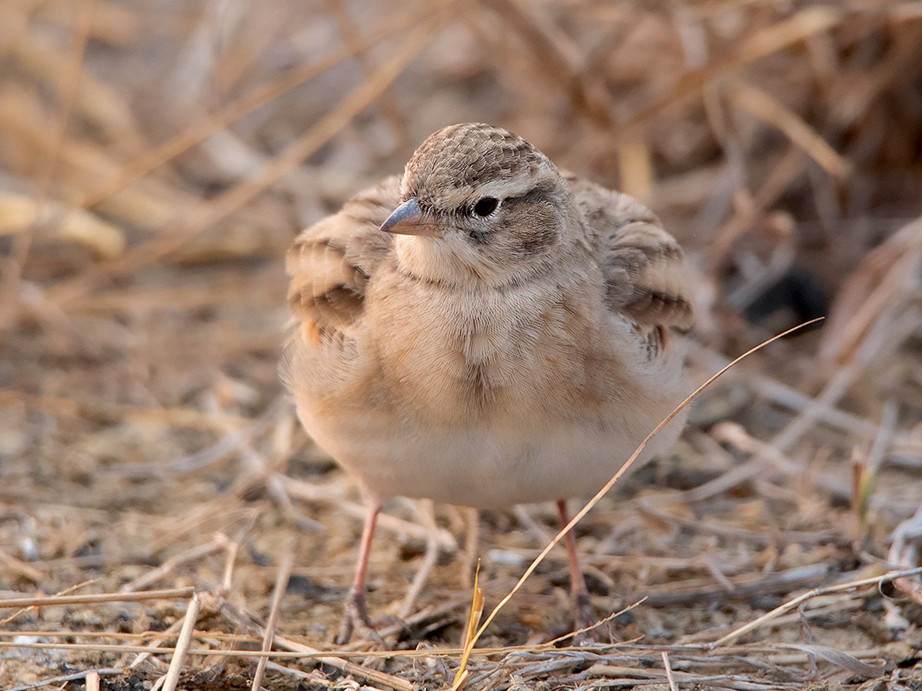 Mongolian Short-toed Lark - eBird