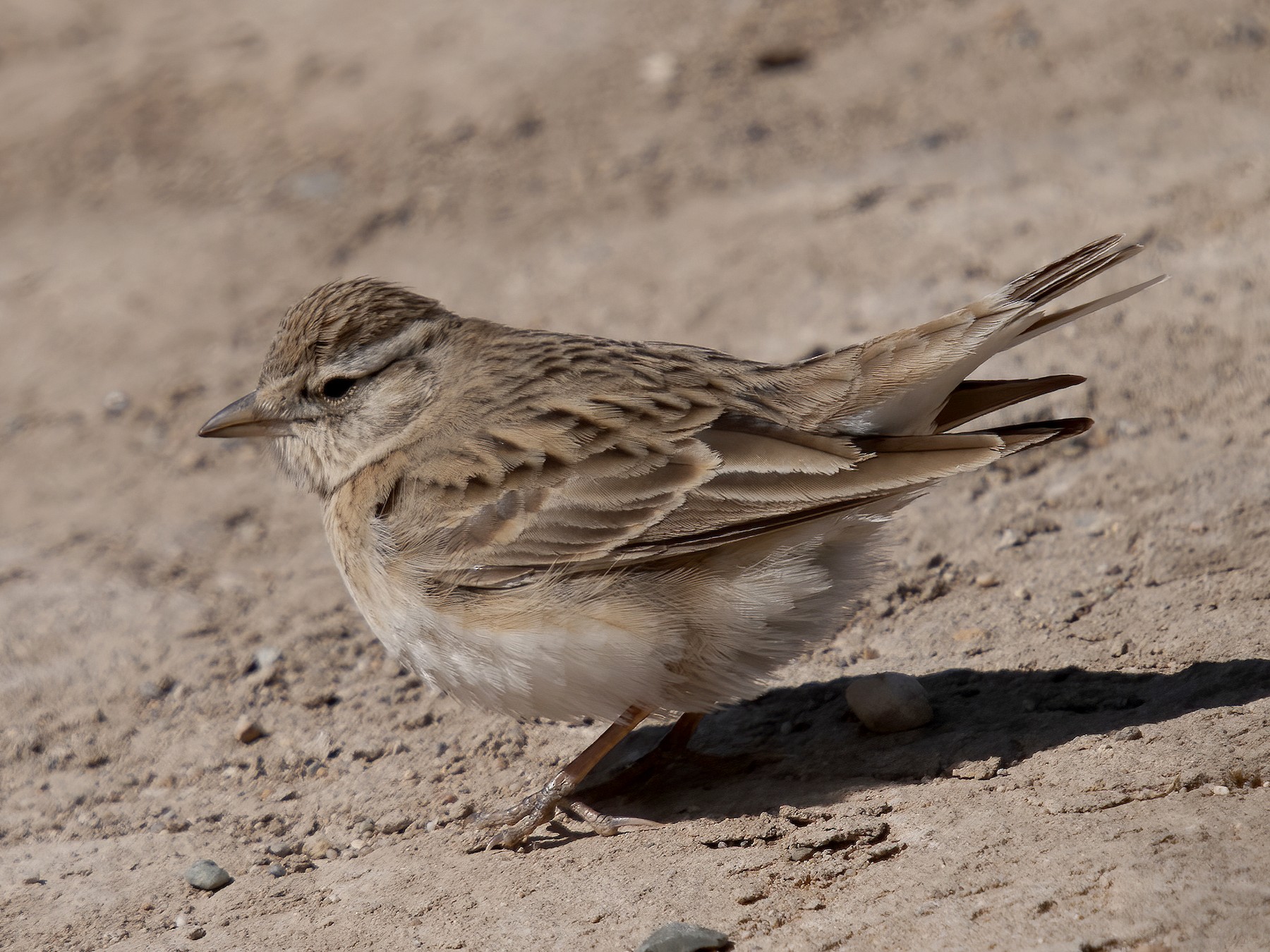 Mongolian Short-toed Lark - eBird