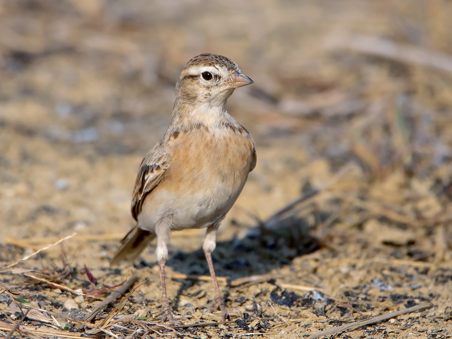 Mongolian Short-toed Lark - eBird